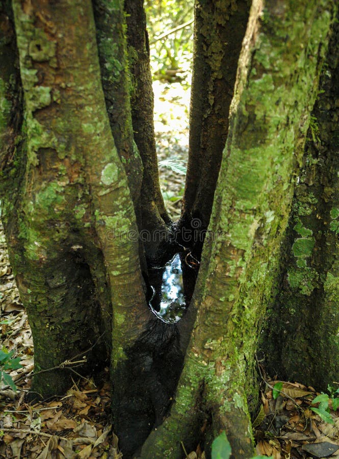 Water in the tree stock image. Image of outdoors, light - 72952803