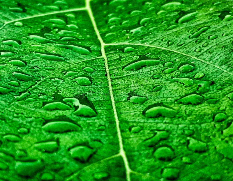 197 Pata Tree Stock Photos - Free & Royalty-Free Stock Photos from ...