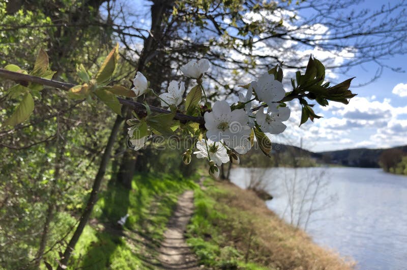 Water, Tree, Reflection, Spring Picture. Image: 116885282