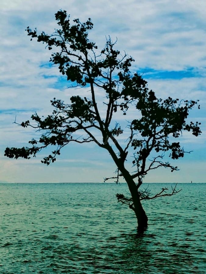 Water Tree Silhouette with Back Light Horizon Stock Illustration ...