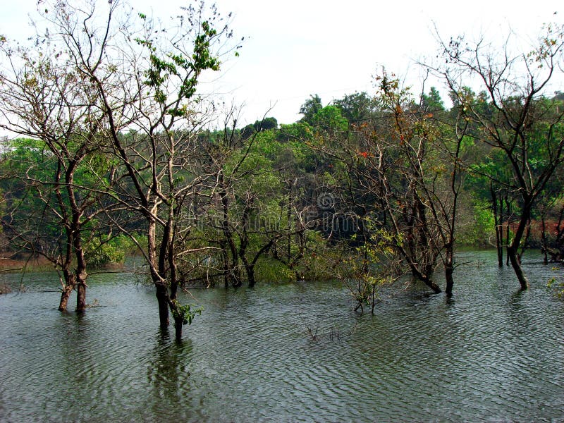 Water Trees stock photo. Image of climate, forests, ripple - 2030982
