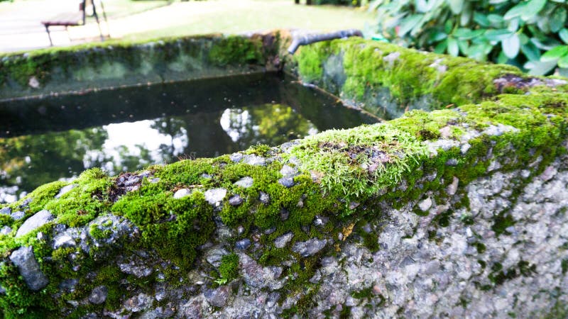 Water Trough Covered with Moss Stock Image - Image of outdoor, tranquil ...