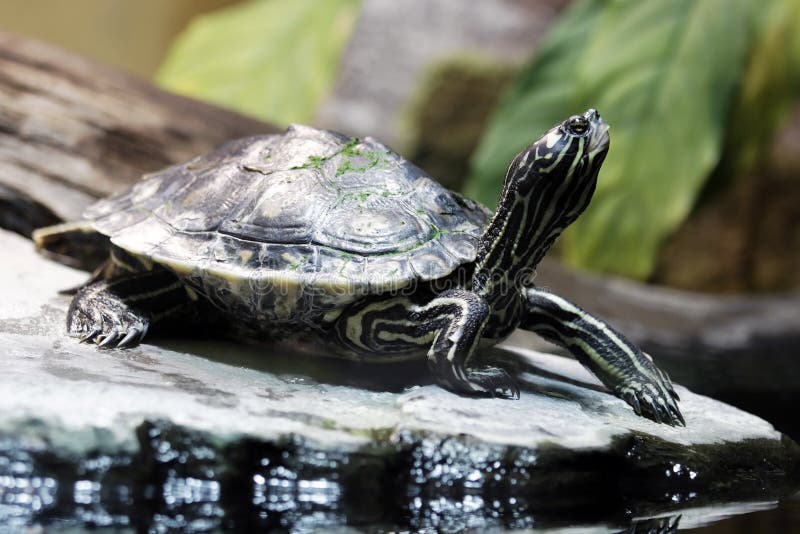 Water Turtle stock photo. Image of swimming, species, shell - 2426154