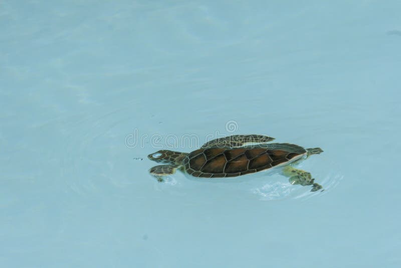 Little Water Turtle Diving the Water Stock Image - Image of coral ...