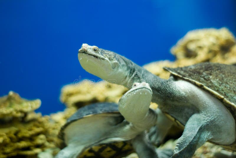 Turtles swimming in tank stock photo. Image of show, blue - 170876