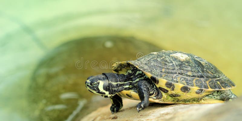 Turtle Animals are Playing Water Stock Image - Image of water ...