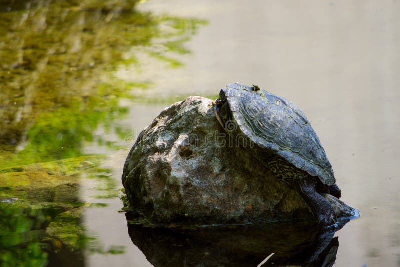 Water, Turtle, Common Snapping Turtle, Emydidae Stock Photo - Image of ...