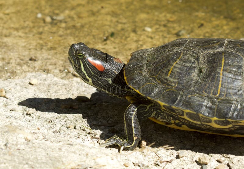 Water turtle detail stock photo. Image of wildlife, wild - 25305594