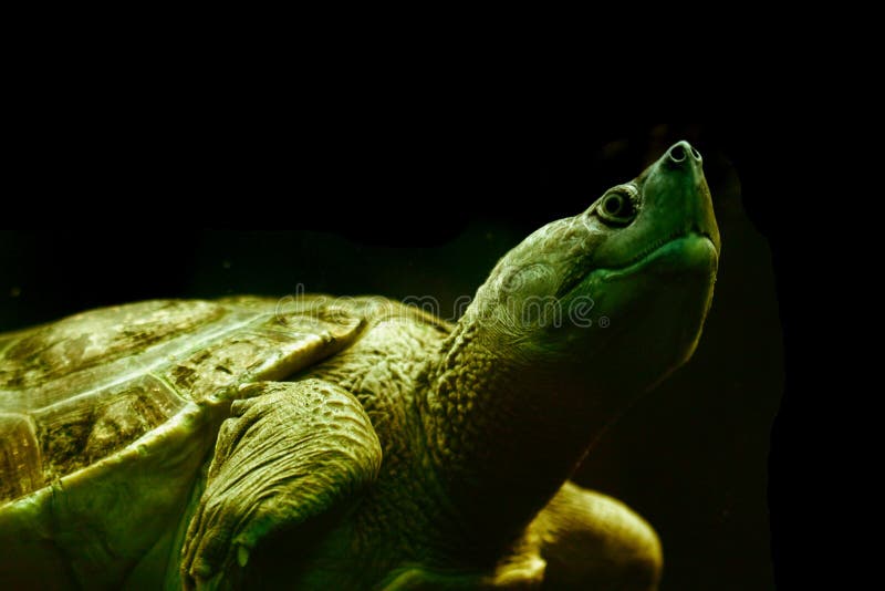Water turtle detail stock photo. Image of ocean, caribbean - 94365768
