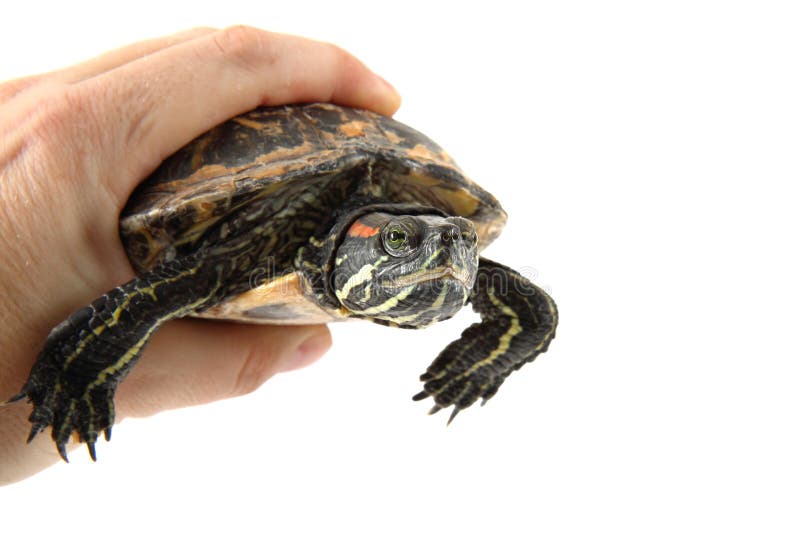 615 Turtle Hand Isolated Stock Photos - Free & Royalty-Free Stock ...