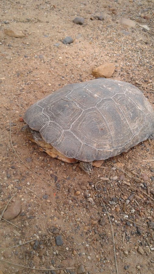 Water Turtle stock image. Image of water, turtle, pond - 127296813