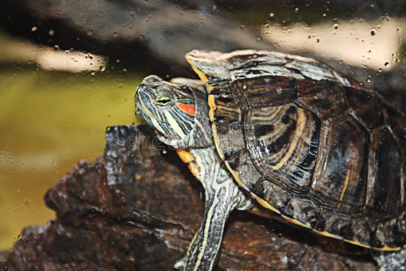 Snake Bottom View Stock Photos - Free & Royalty-Free Stock Photos from ...