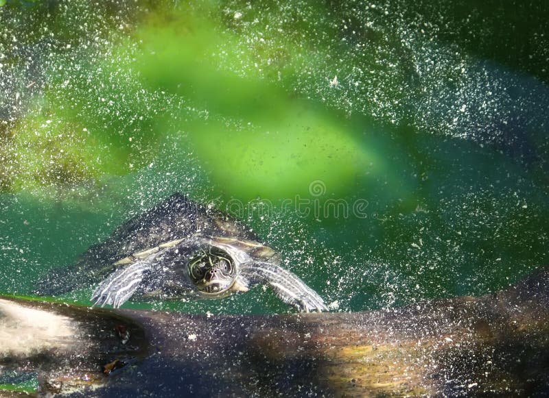 Water turtle in a water stock photo. Image of underwater - 117124846