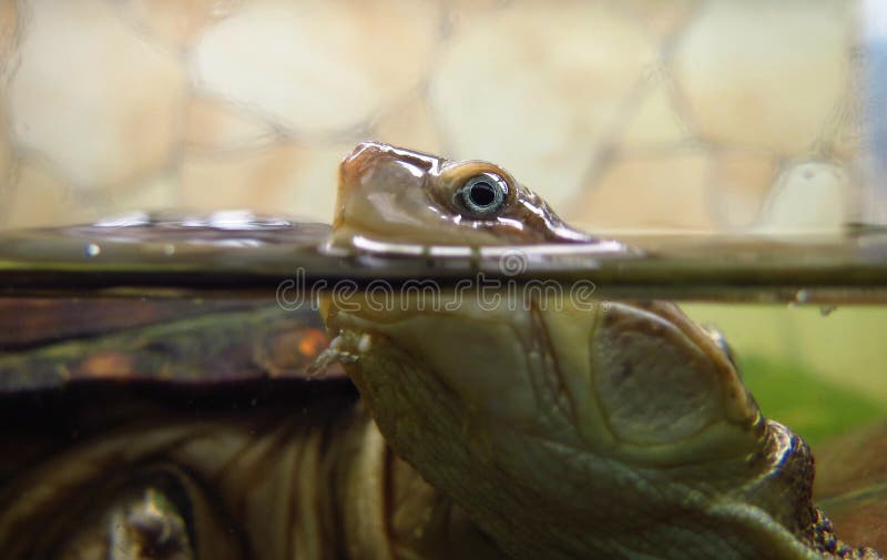 Water Turtle Watching from the Aquarium Stock Photo - Image of head ...