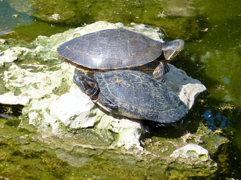 Water turtles stock photo. Image of animals, water, outside - 18474772