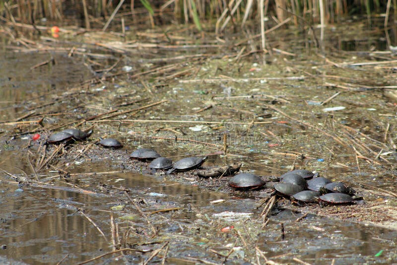 Water Turtles stock image. Image of turtle, tree, turtles - 277863225