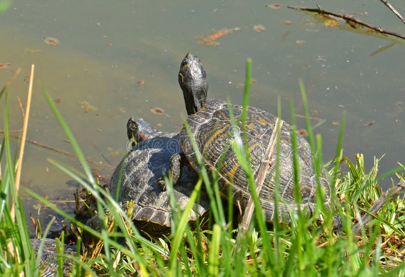 Water turtles couple stock image. Image of zoology, water - 40110163