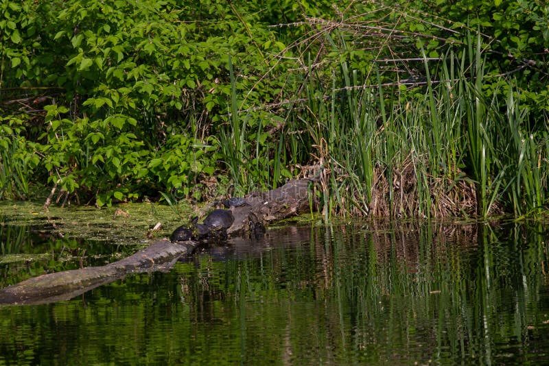 Water Turtles in Row Marching on a Log Stock Photo - Image of reptile ...