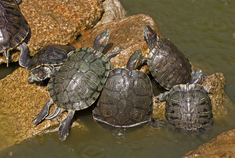 Water Turtles Sunning on Rock Stock Photo - Image of amphibian, slow ...