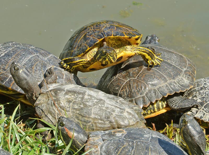 Water turtles stock image. Image of animals, detail, carapace - 53007375