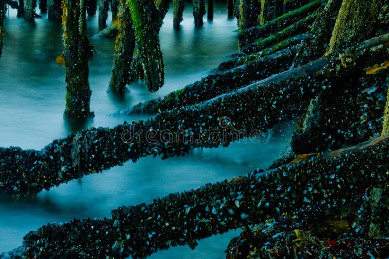 Water under the Dock stock image. Image of shell, green - 57314673