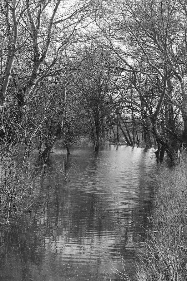 Water under the trees stock image. Image of tree, trees - 663385