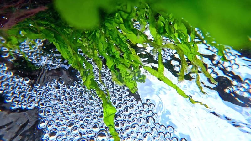 Water from Under the Water from the Bottom Up Stock Video - Video of ...