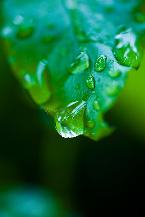 Water des levens stock foto. Image of leven, flora, tuin - 13705406