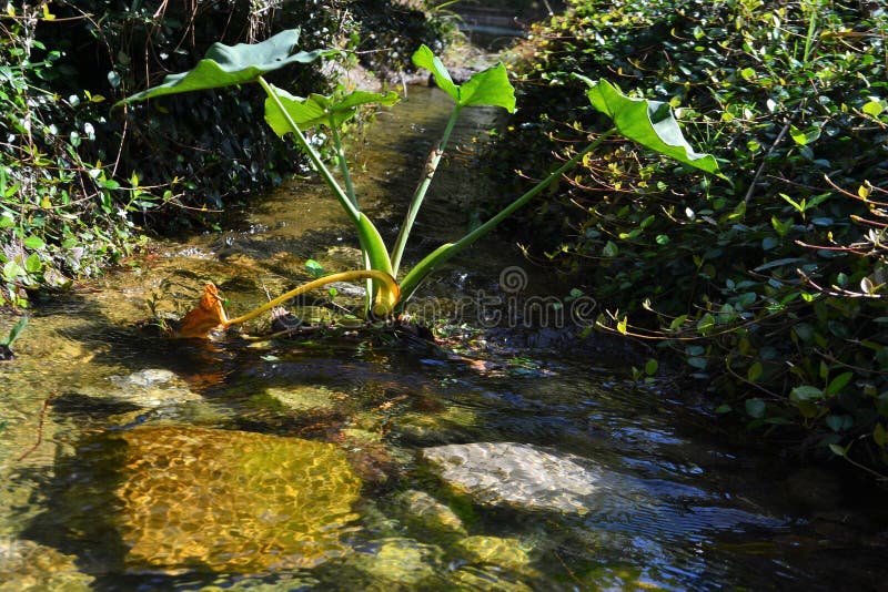 Water, Vegetation, Nature, Body Of Water Picture. Image: 112842601