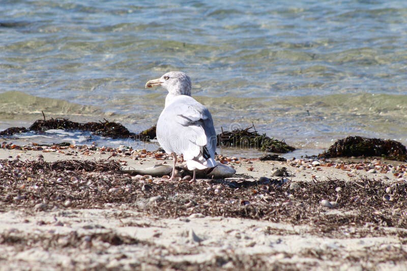 Seagulls on Cape Cod beach stock photo. Image of house - 174243170