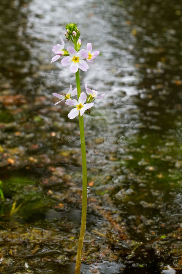 Water violet stock image. Image of violet, palustris - 92526115