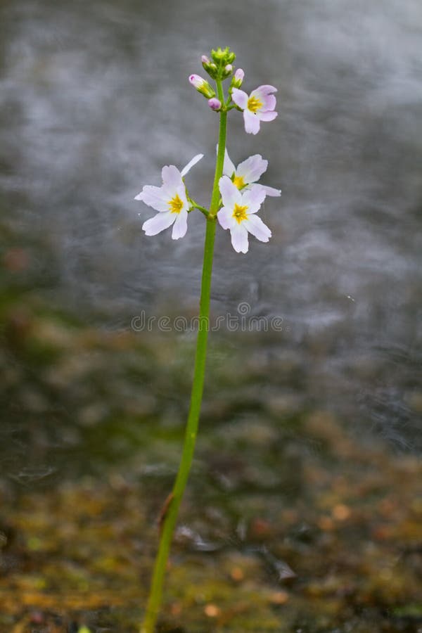 Water Violet Flower Hottonia Stock Photos - Free & Royalty-Free Stock ...