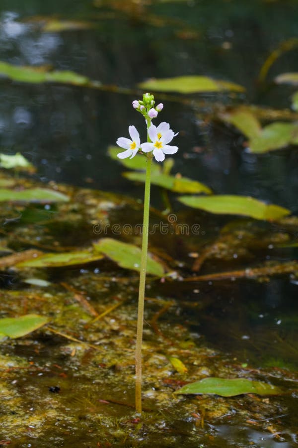 Water violet stock image. Image of violet, palustris - 92526115