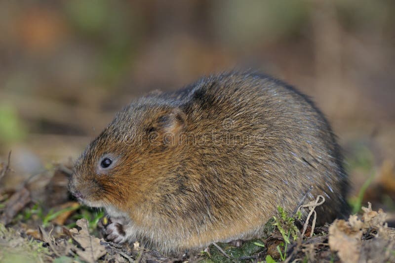 Water Vole stock image. Image of endangered, britain - 28118219