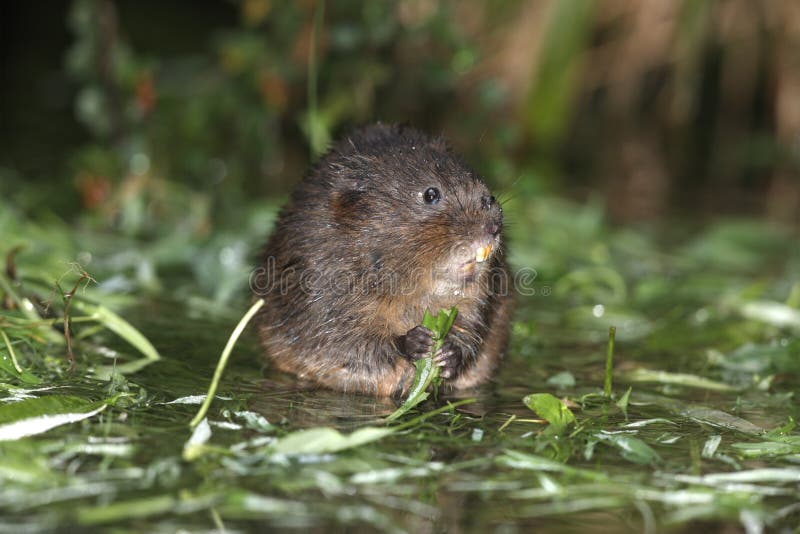 Water Vole by the river stock image. Image of river, vole - 21873833