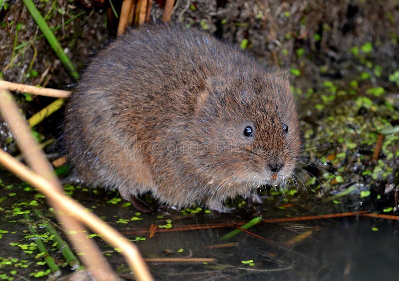 Water Vole by the river stock image. Image of river, vole - 21873833