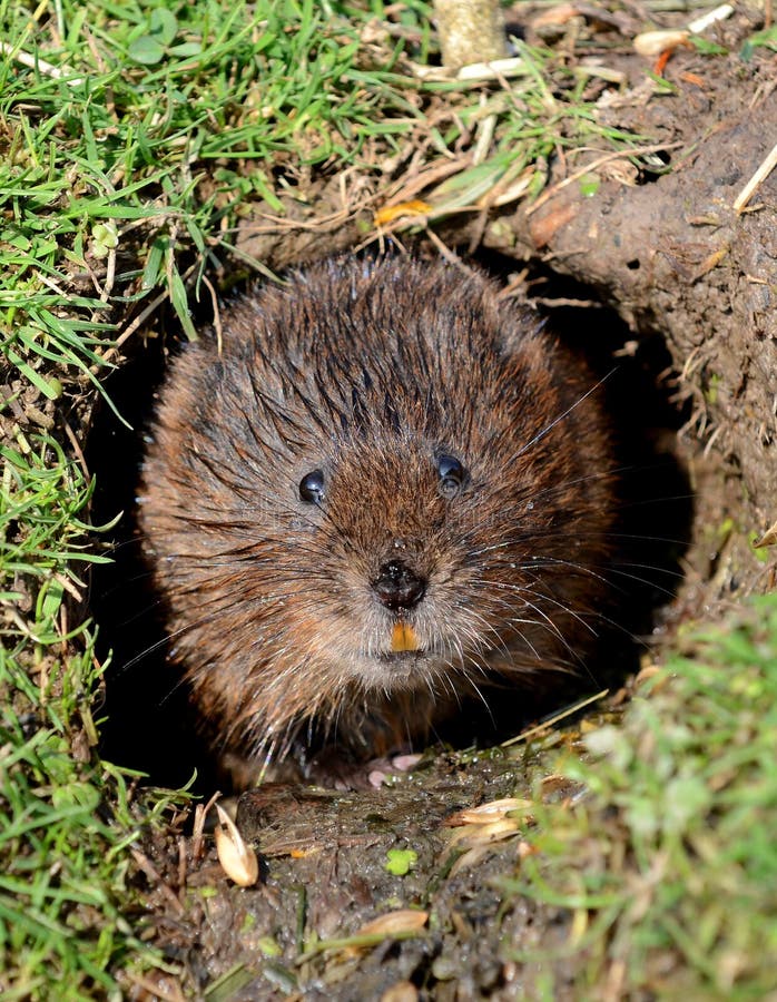 Water Vole by the river stock image. Image of river, vole - 21873833