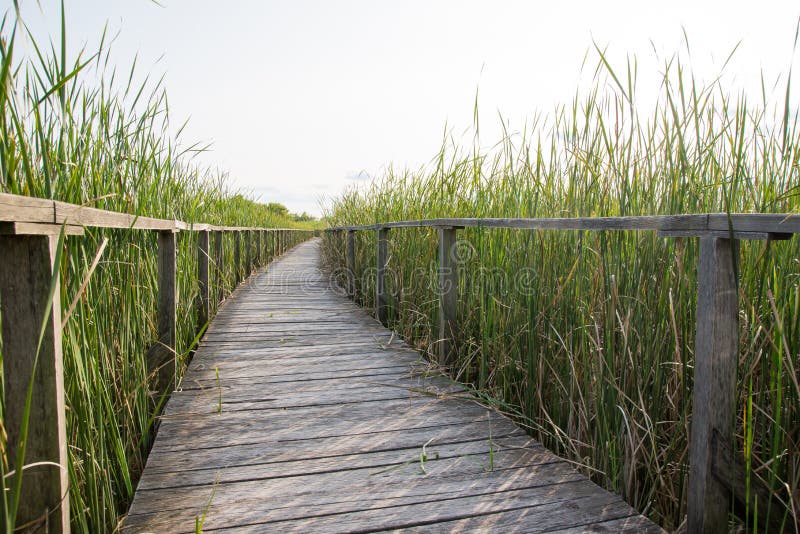 Water Walk stock image. Image of green, water, woodland - 99062341