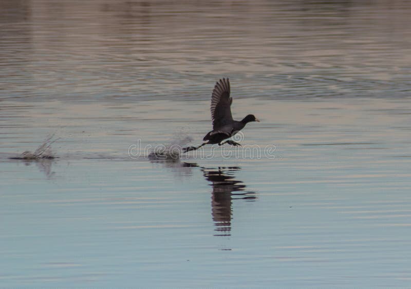 Water Wanderers: Eurasian Coot Birds Gliding Over Water Stock Image ...