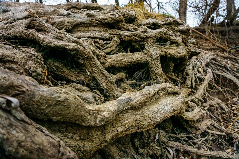 The Roots of Old Fallen Trees Stock Image - Image of outdoors, derevya ...