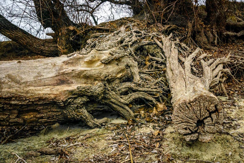 Water-washed Roots of Old Fallen Trees Stock Image - Image of ocean ...