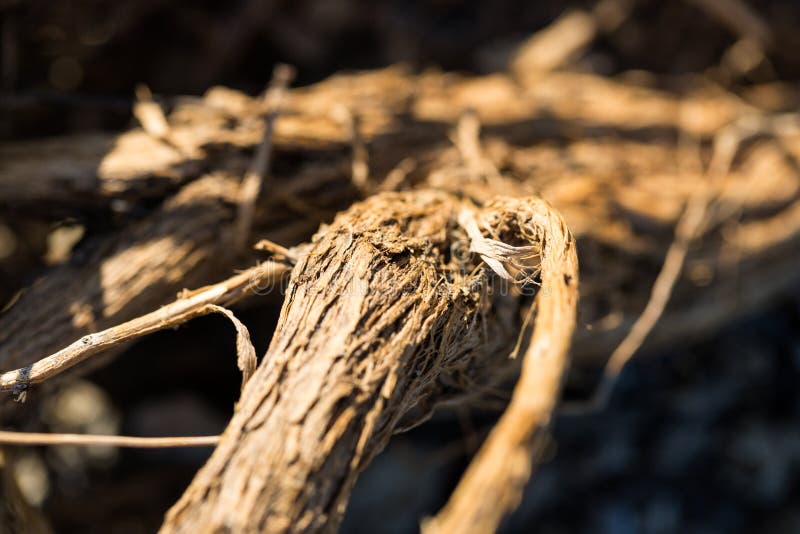 Stringy Roots From Plants And Weeds Stock Photo - Image of dangle ...
