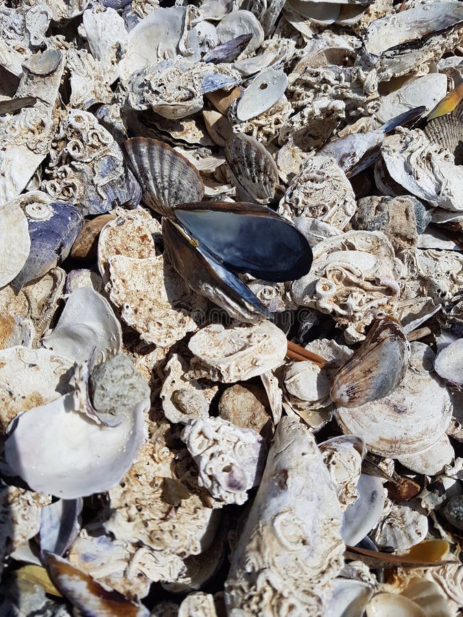 Water stock image. Image of nature, rock, peace, mussel - 100489795