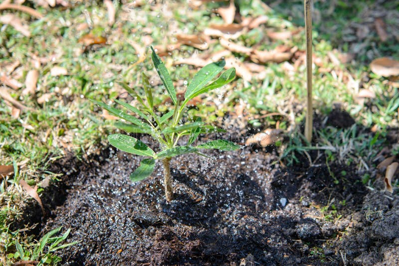 Water from Watering Can To Sapling Tree Stock Photo - Image of small ...