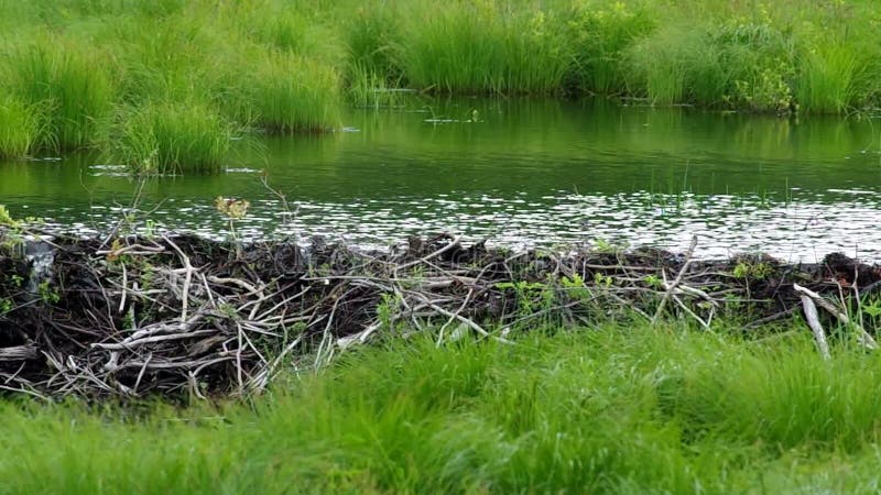 Water wave over beaver dam stock video. Video of summer - 55471485