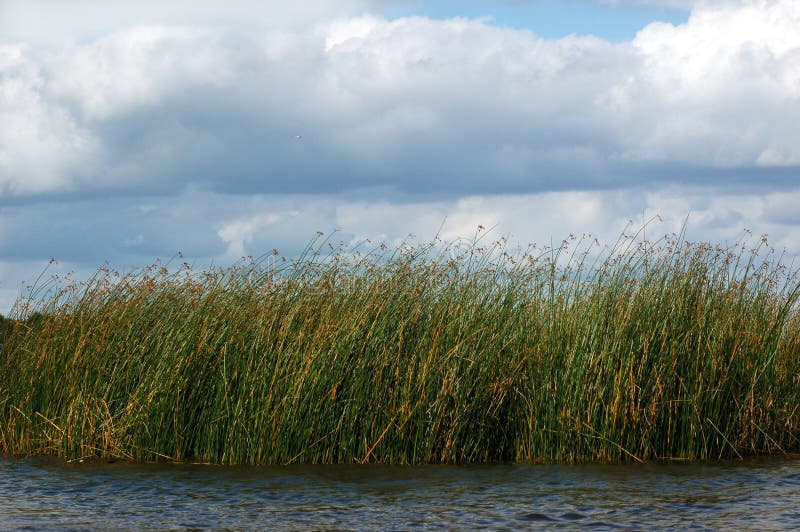Water weed stock image. Image of weekend, wind, lake, sail - 8297909