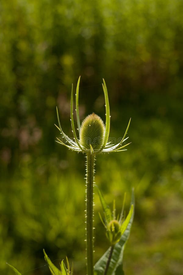 Water weed in swamp stock photo. Image of environment - 27265222