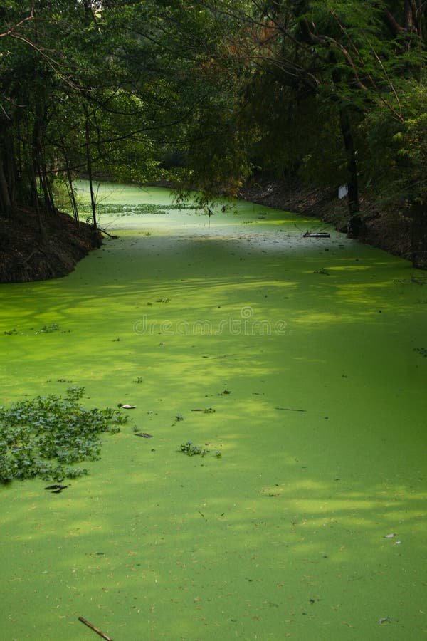 Water weed in swamp stock photo. Image of environment - 27265222