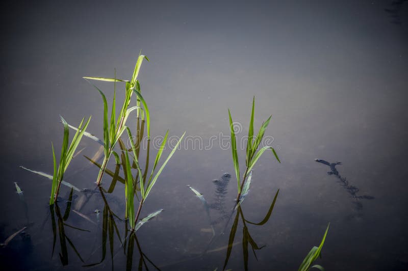Water Weed stock image. Image of fresh, environment, bright - 95561497