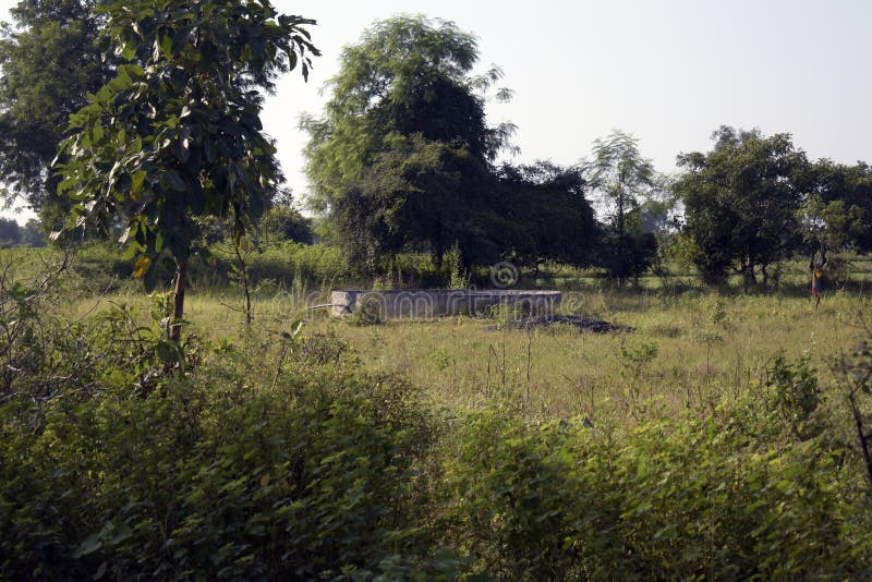 Water Well with Green Tree Forest in India Stock Image - Image of grass ...